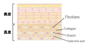 Sunekos Injection (Regenerates Fibroblasts, Collagen and Elastin for ...